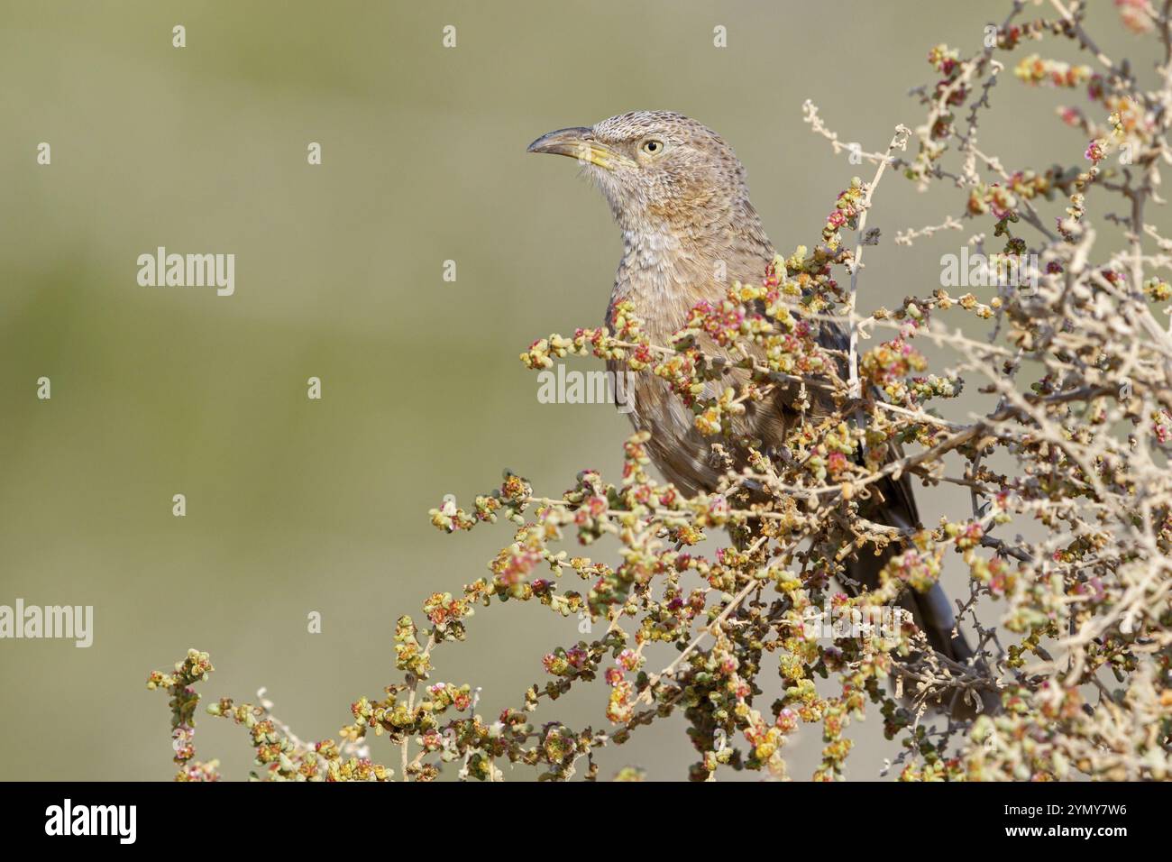Grey thrush, songbird, (Turdoides squamiceps), passerine bird Muscat ...