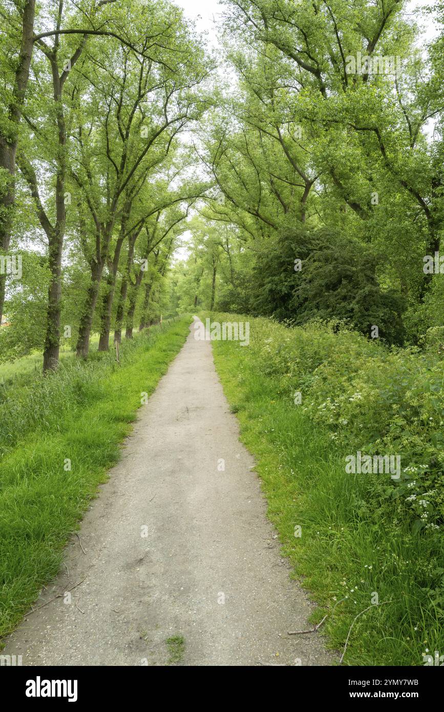 Footpath through an avenue of trees Stock Photo - Alamy