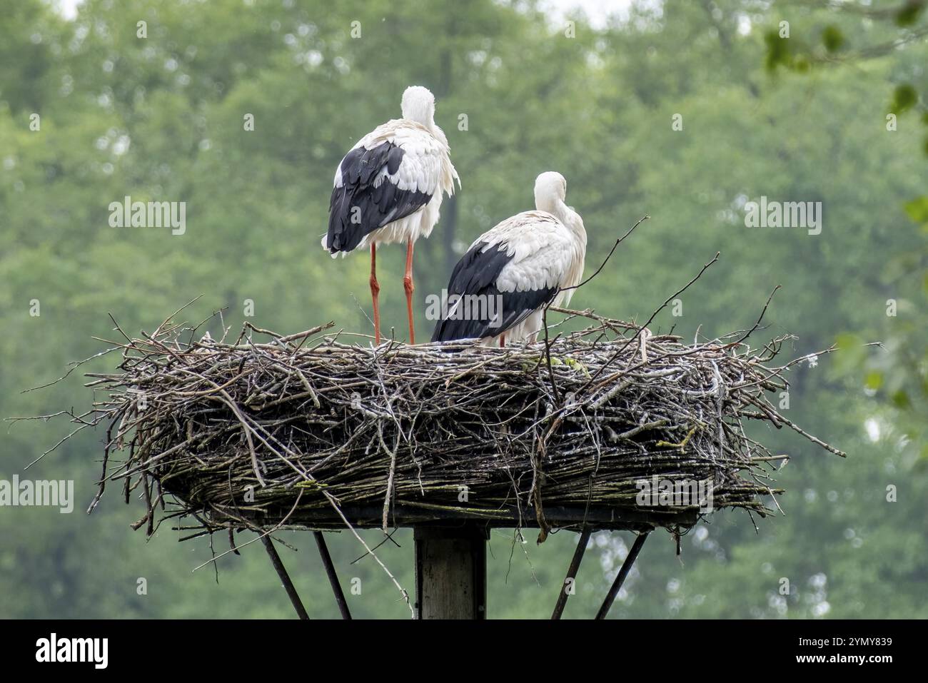 Two storks in one nest Stock Photo - Alamy