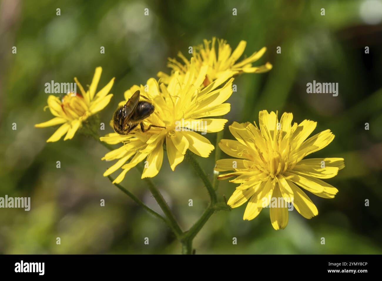 Yellow narrow leaved hawksbeard with insect Stock Photo - Alamy