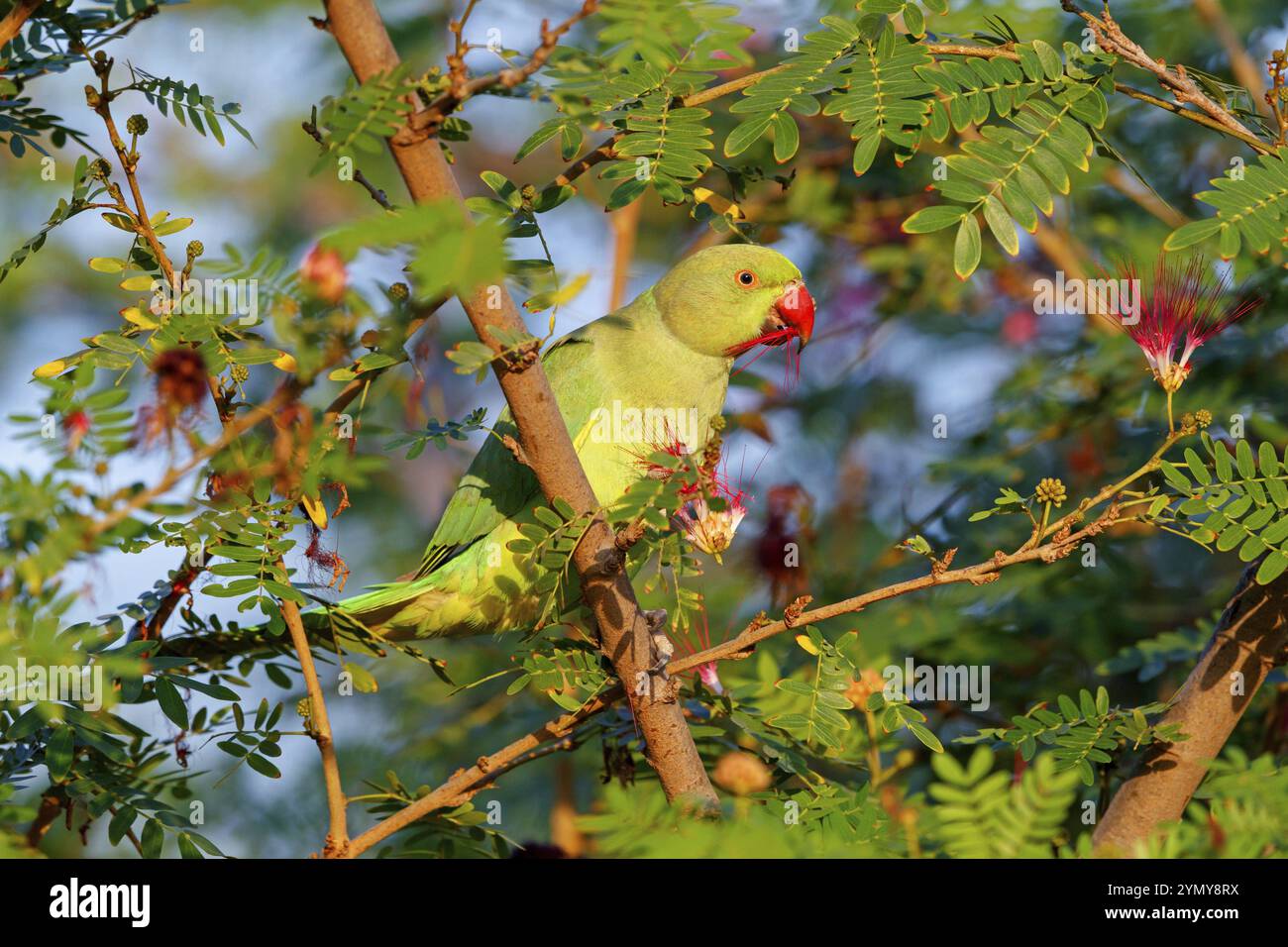 Al qurm park hi-res stock photography and images - Alamy