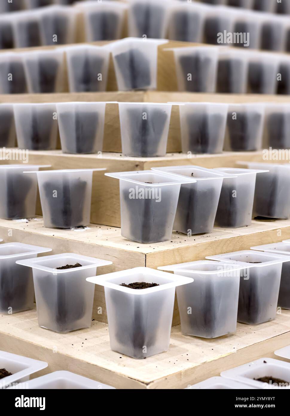 A close-up of a pyramid of small, white containers filled with soil ...