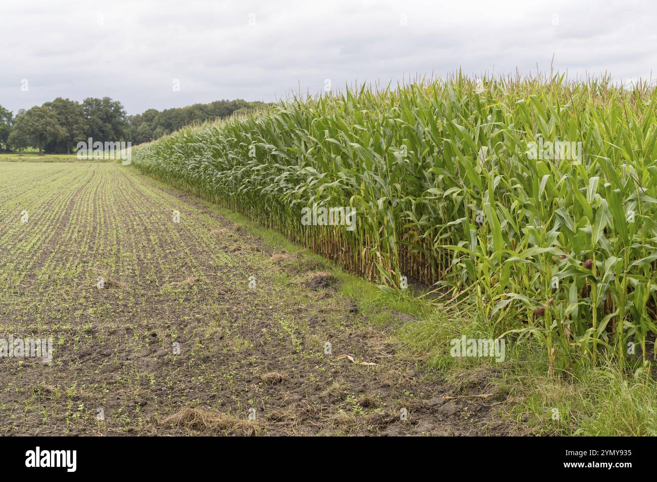 Large maize field just before the harvest Stock Photo - Alamy