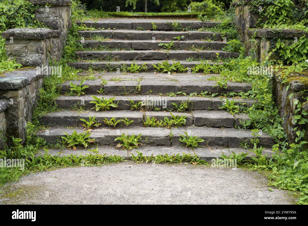 Wide stone steps with weeds Stock Photo - Alamy
