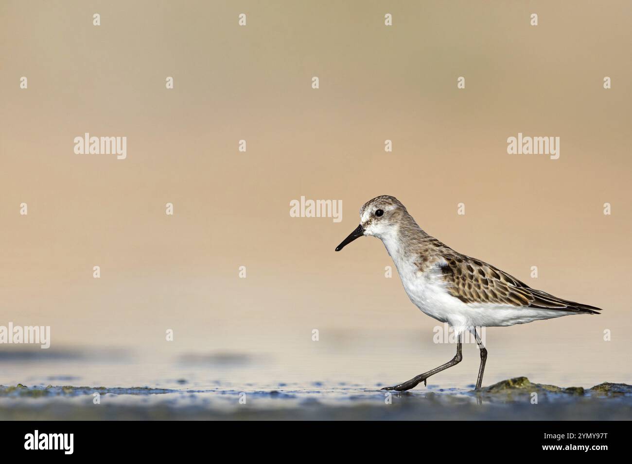 Little sandpiper (Calidris minuta), foraging in the Salalah biotope ...