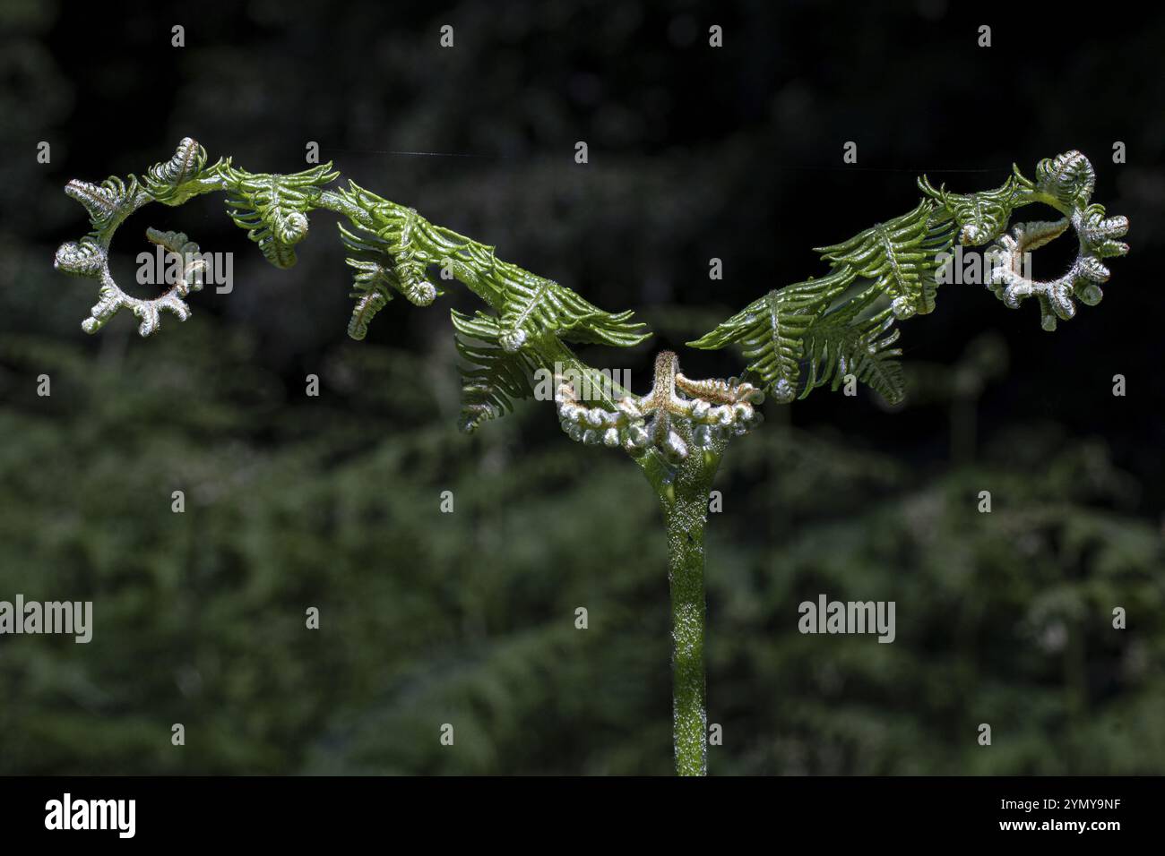 Shoot axis with frond of a fern plant Stock Photo - Alamy