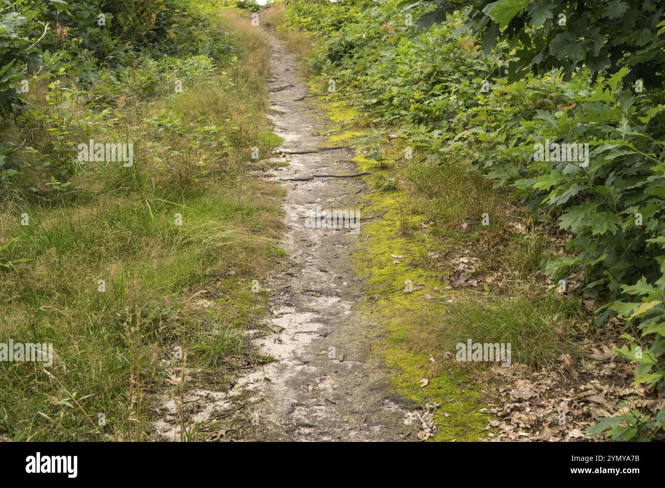 Path mound hi-res stock photography and images - Alamy