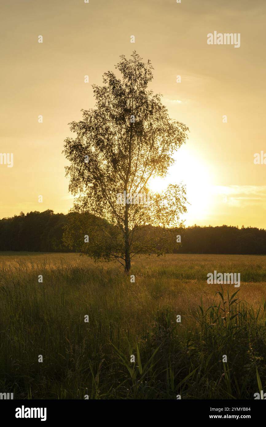 Tree backlit by the evening sun Stock Photo - Alamy