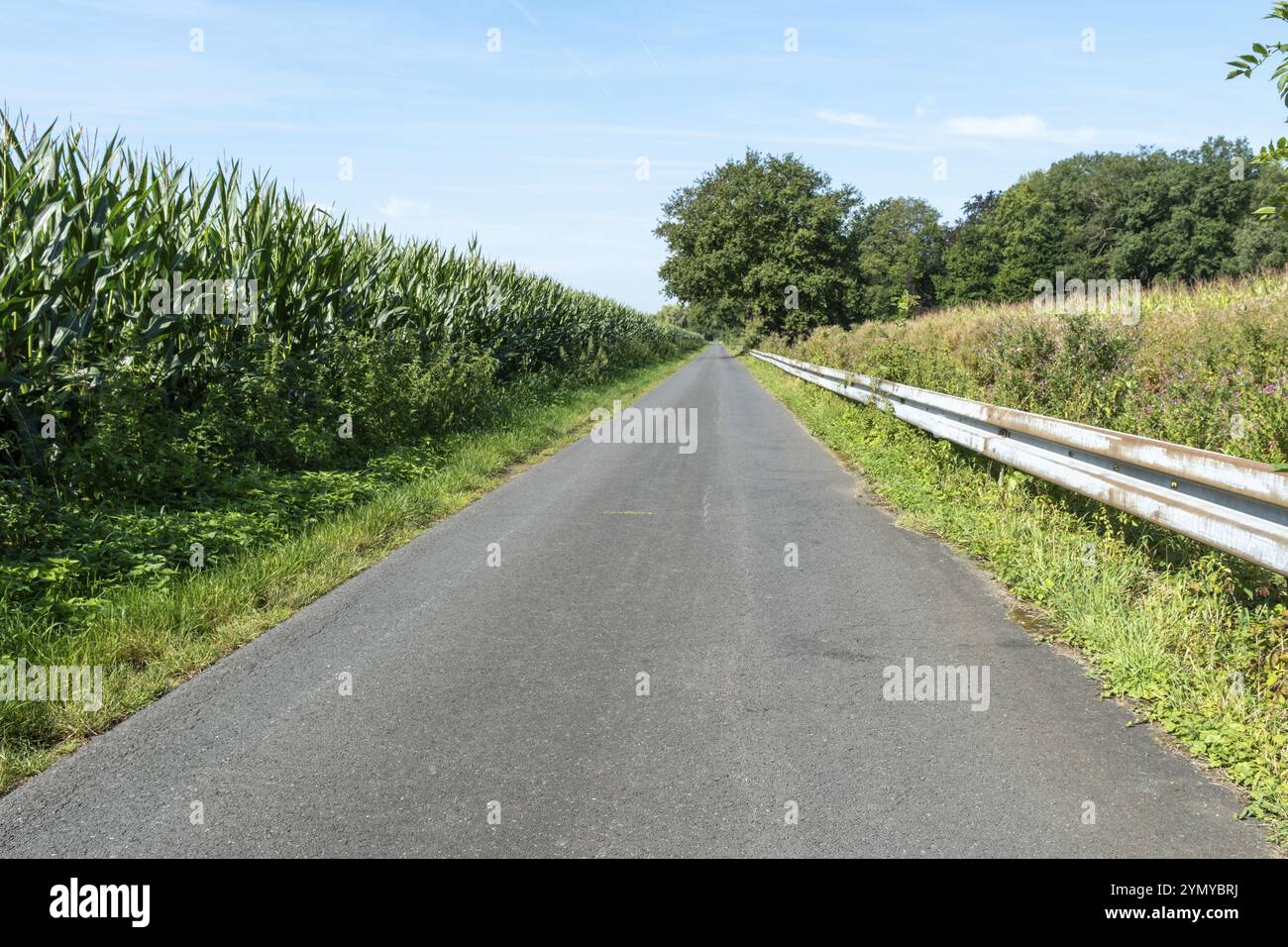 Narrow road, cornfield on the left, crash barriers on the right Stock ...
