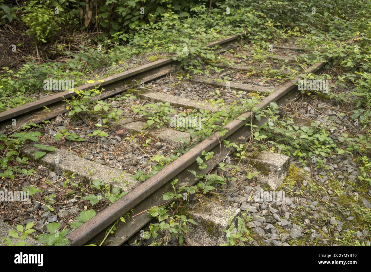 Disused overgrown railway line in the countryside Stock Photo - Alamy