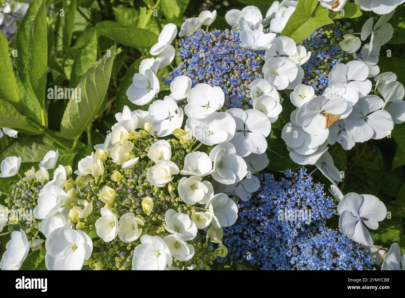 Blooming white hydrangeas hi-res stock photography and images - Alamy