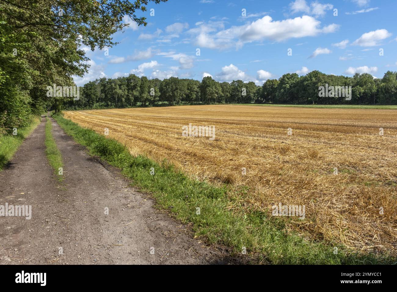 Farm track next to cereal field Stock Photo - Alamy