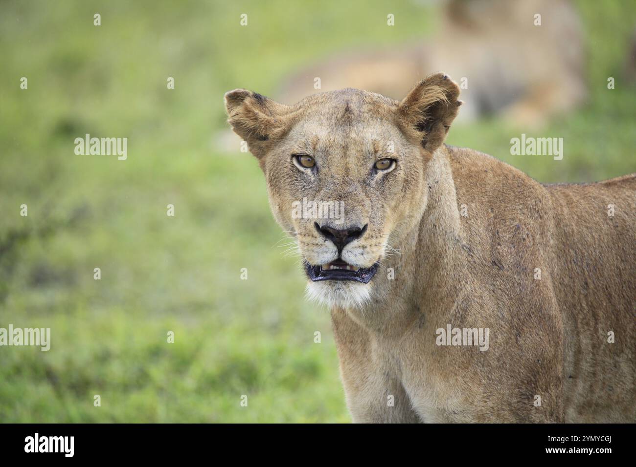 Young lioness, Tanzania, Safari, Mikumi National Park, Africa Stock Photo - Alamy