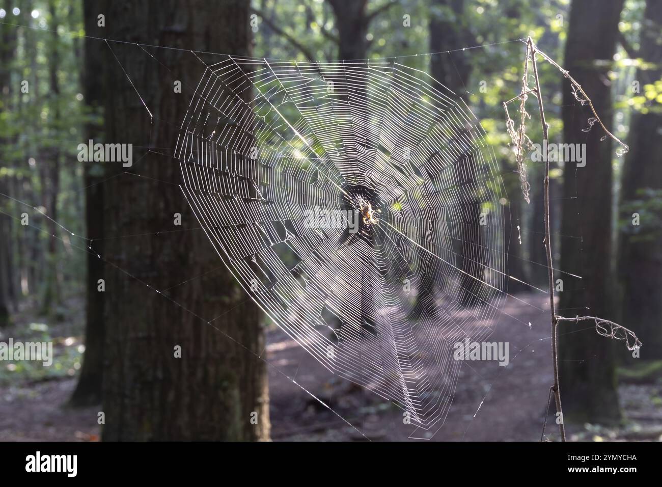 Spider web on the tree against the light Stock Photo - Alamy