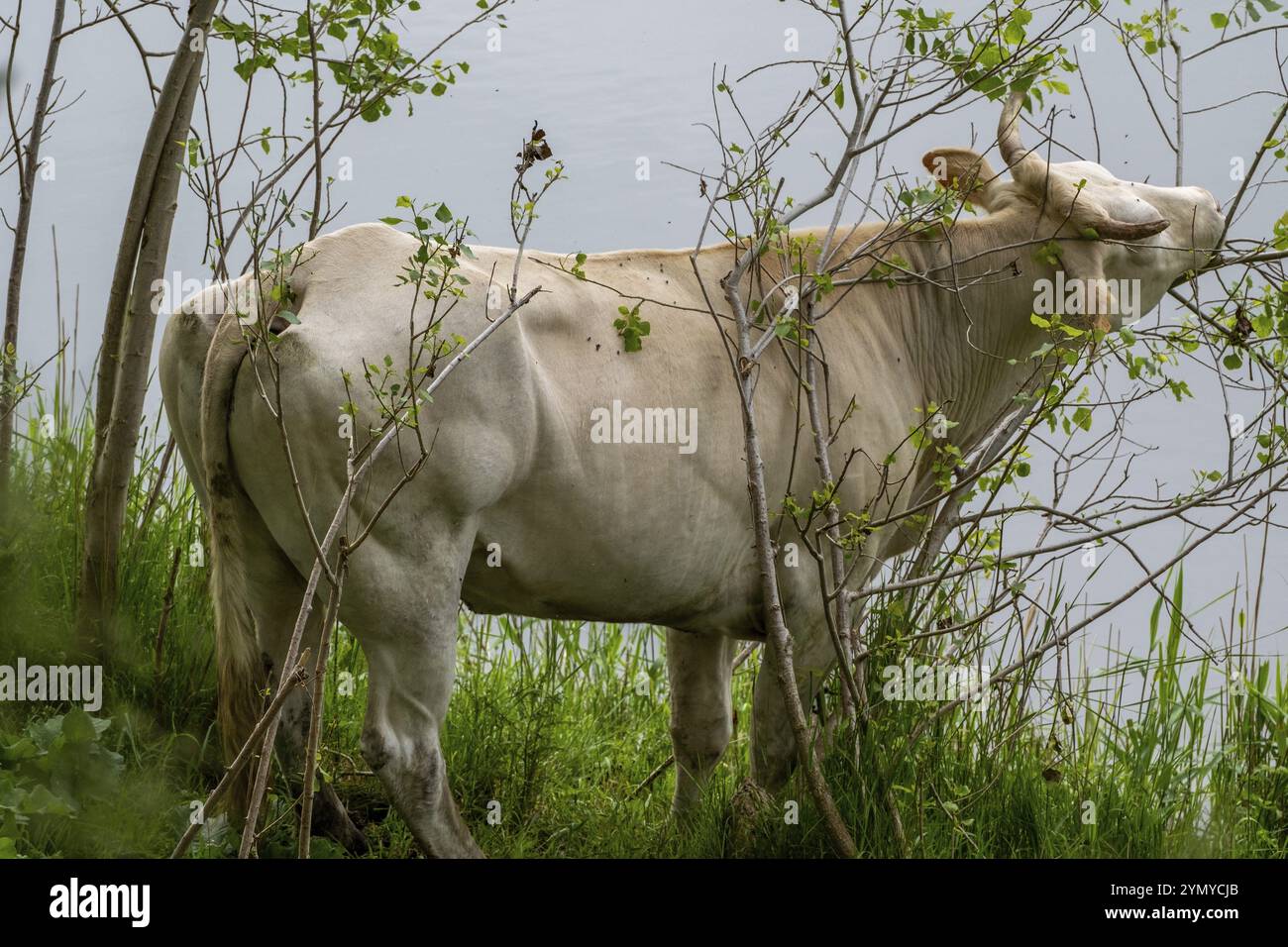 Cow with horns eats tree branches Stock Photo - Alamy