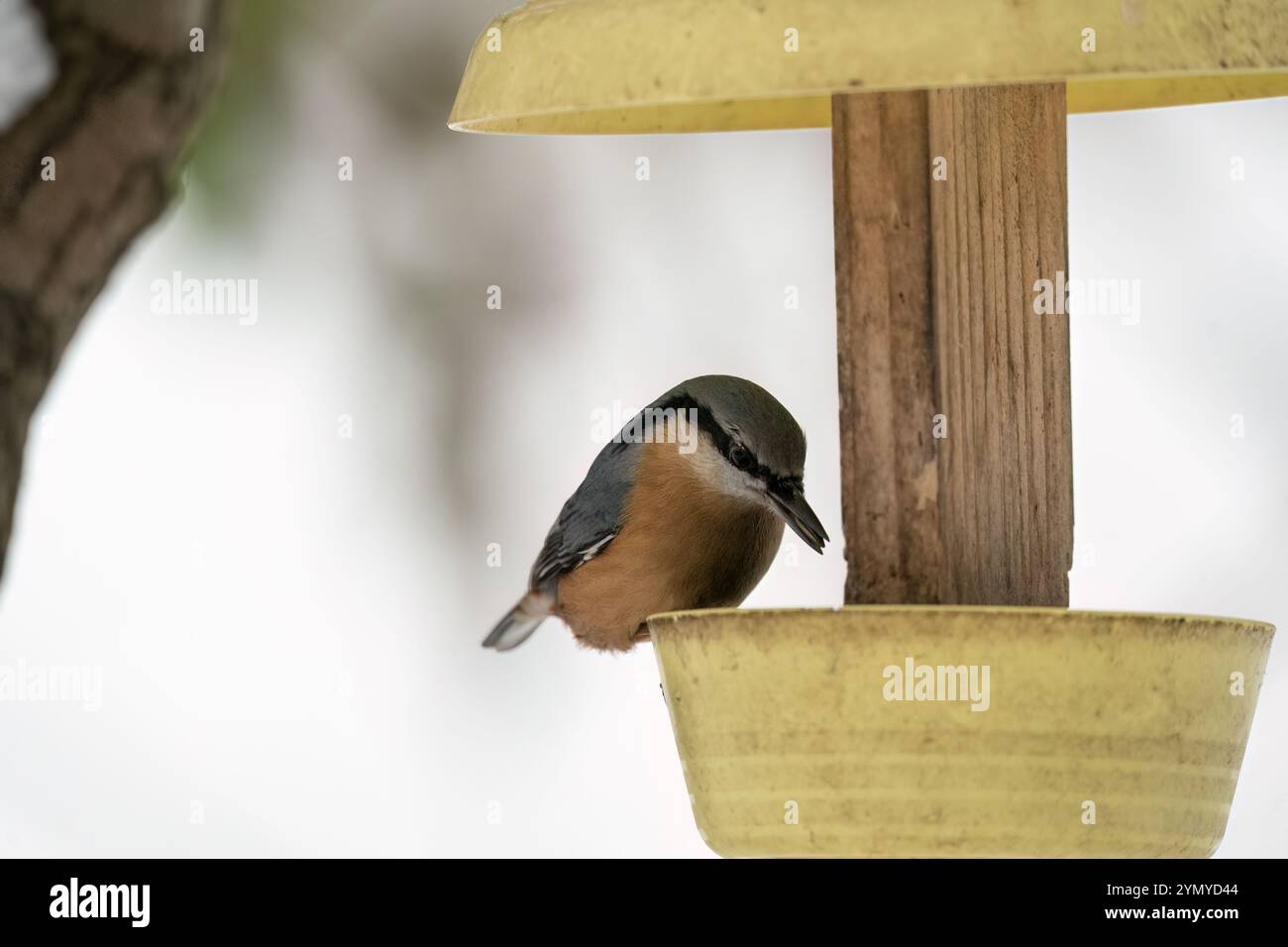 Eurasian nuthatch (Sitta europaea) eating sunflower seeds from a yellow ...