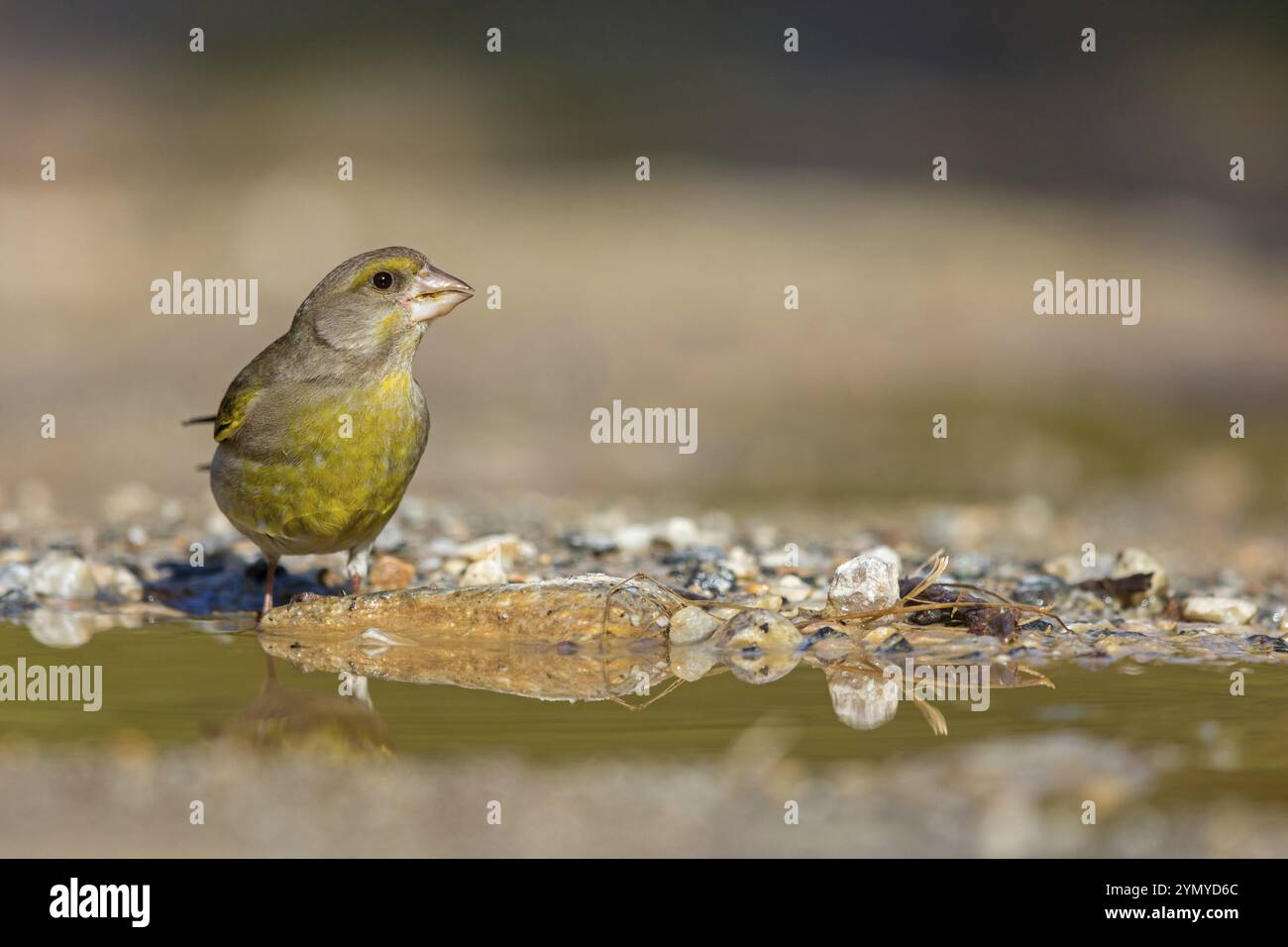 Greenfinch (Chloris chloris) Family of sparrows, male Lesbos, Greece ...