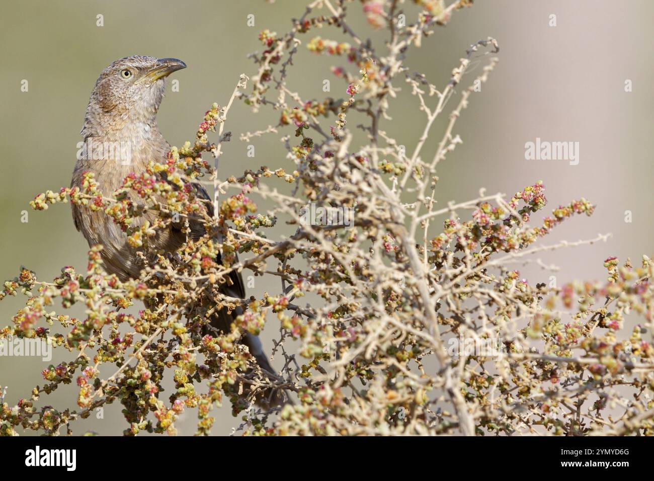 Grey thrush, songbird, (Turdoides squamiceps), passerine bird Muscat ...