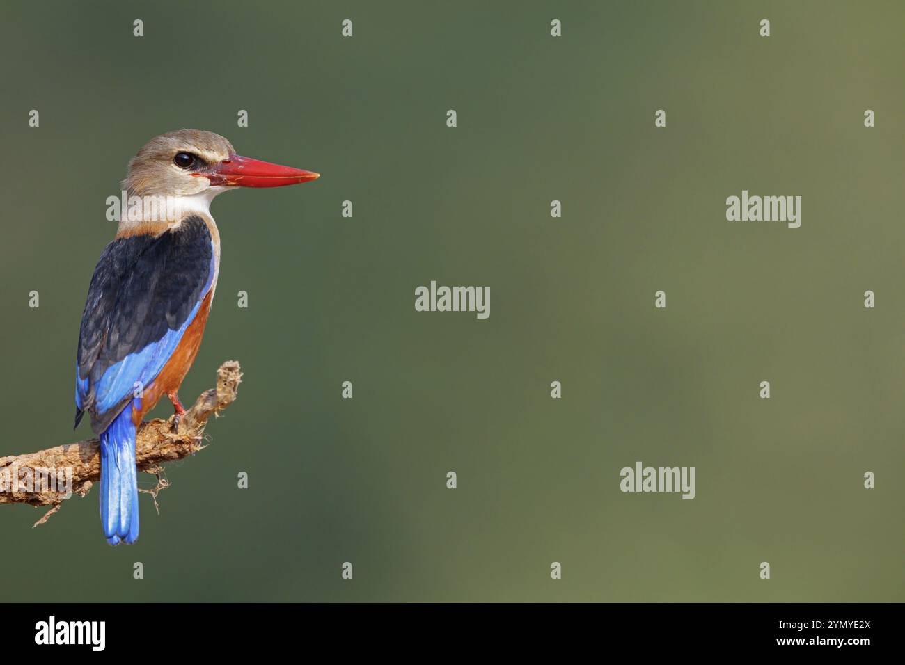 Grey-headed kingfisher, kingfisher, perch, foraging, biotope, habitat ...