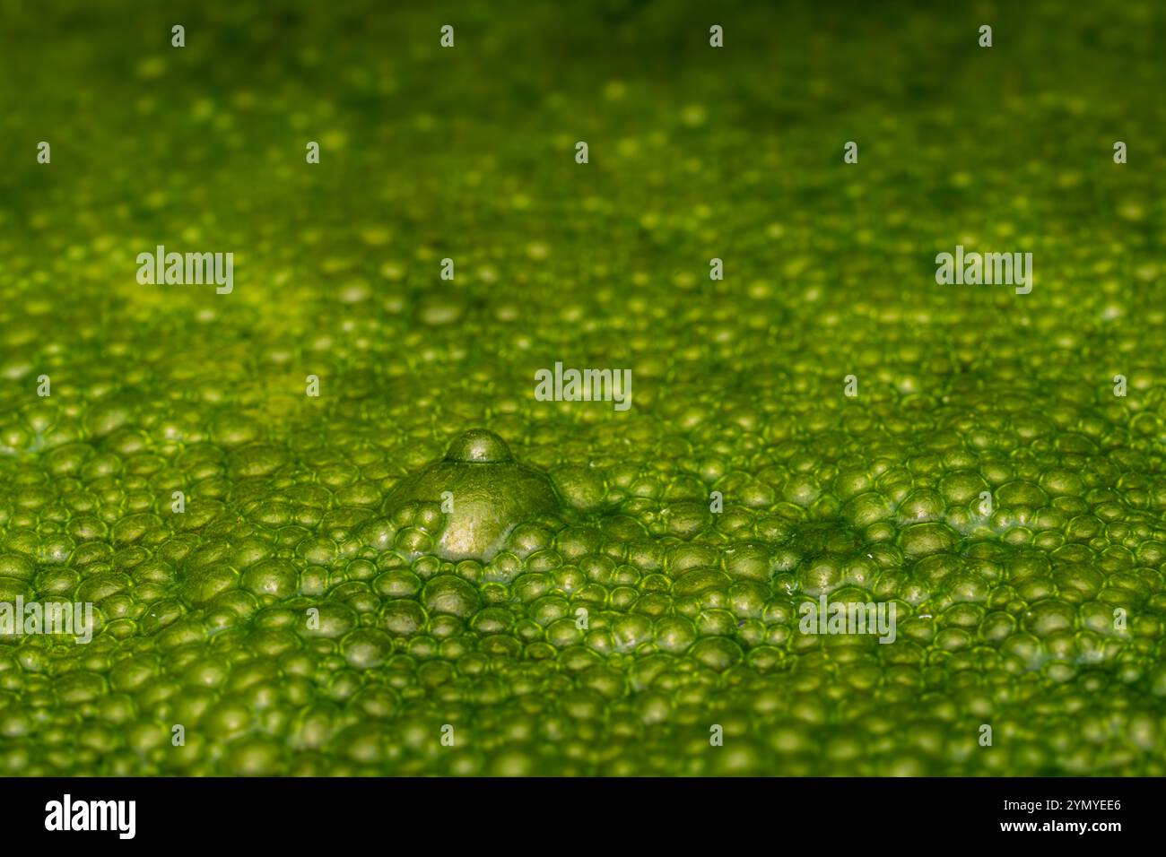 A close-up of a green algae bloom, showing individual bubbles on the ...