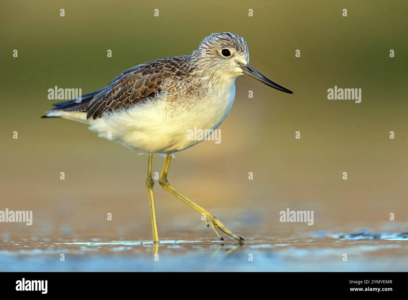 Greenshank, (Tringa nebularia) Wading bird, limesticks, foraging in ...