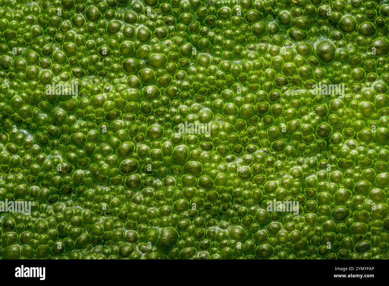 A close-up of a green algae bloom, showing individual bubbles on the ...