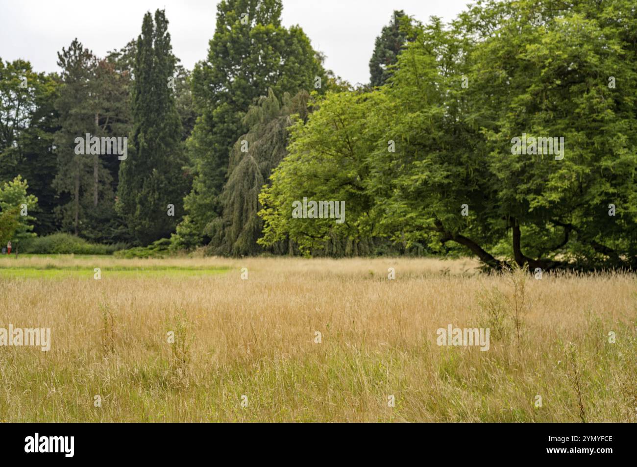 Trees flowering in background hi-res stock photography and images - Alamy