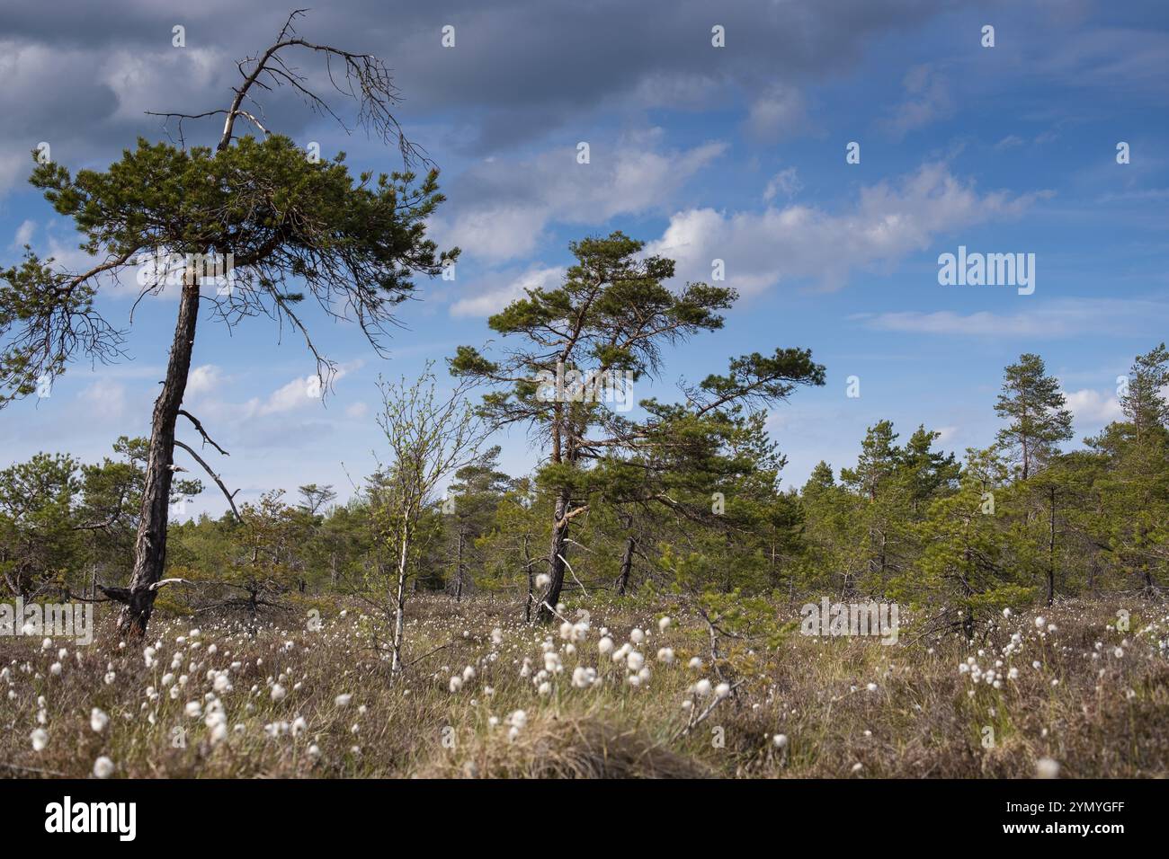 Springtime on the moor hi-res stock photography and images - Alamy