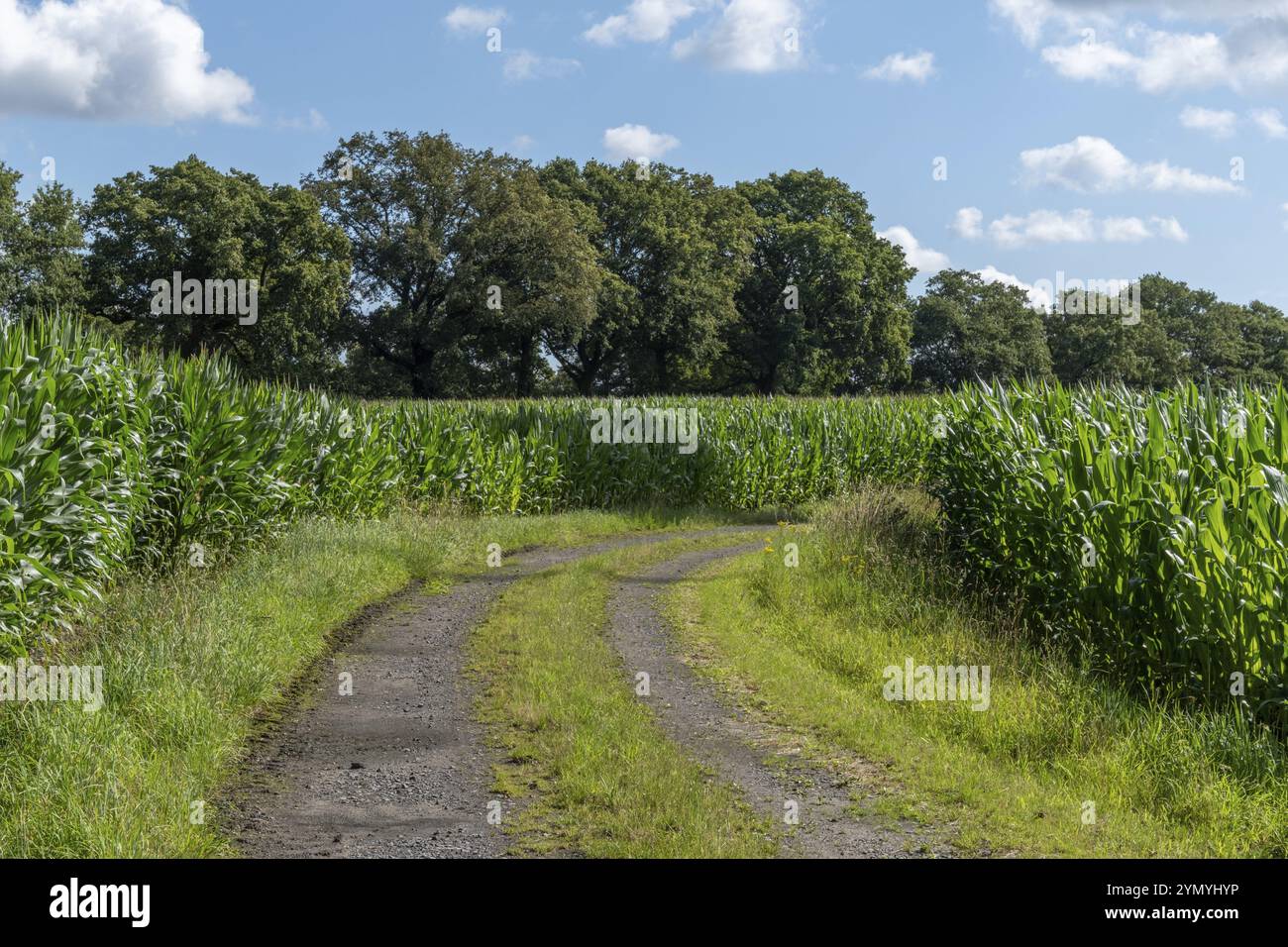 Farm track next to maize field Stock Photo - Alamy