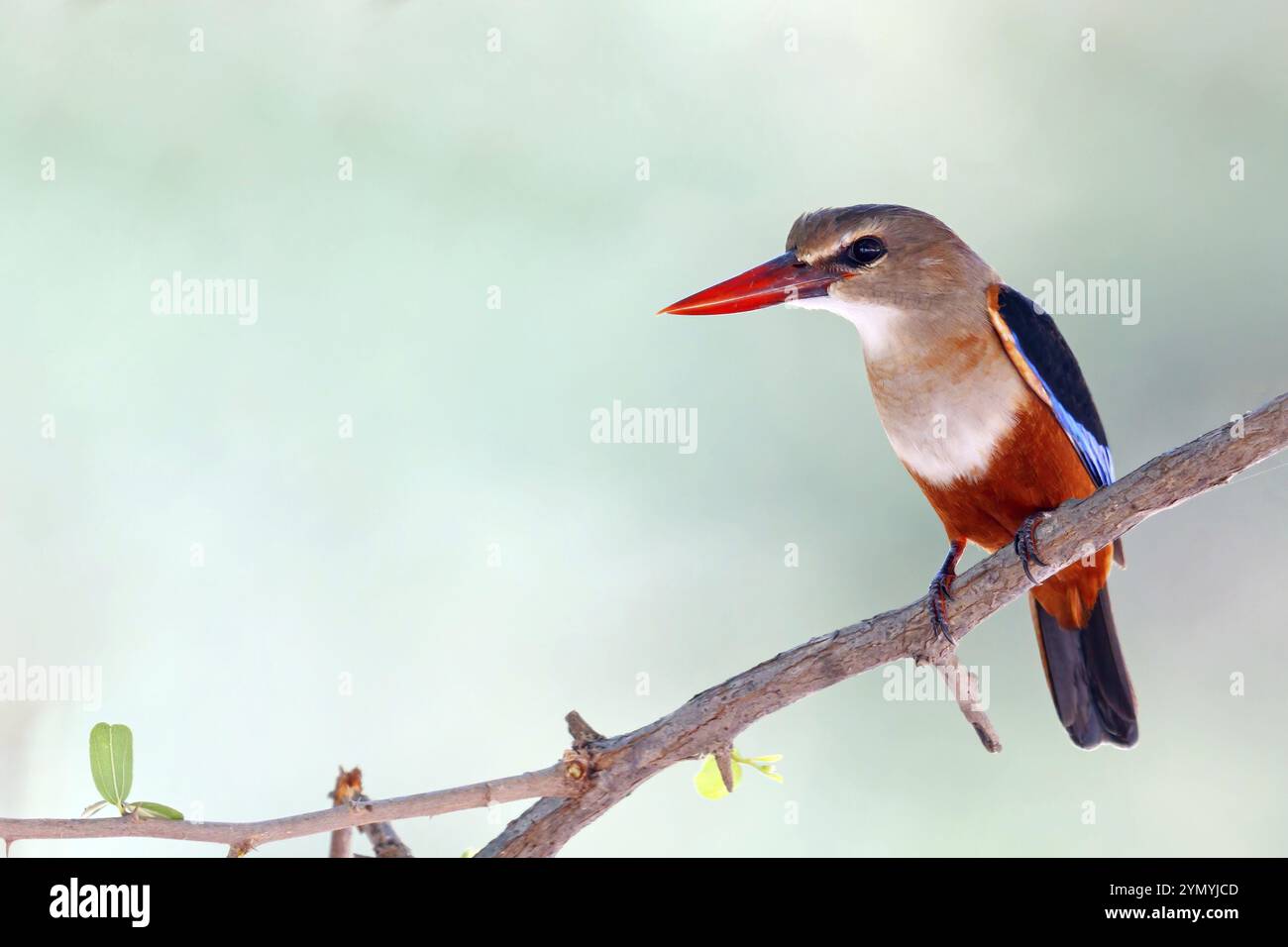 Grey-headed kingfisher, kingfisher, perch, foraging, biotope, habitat ...