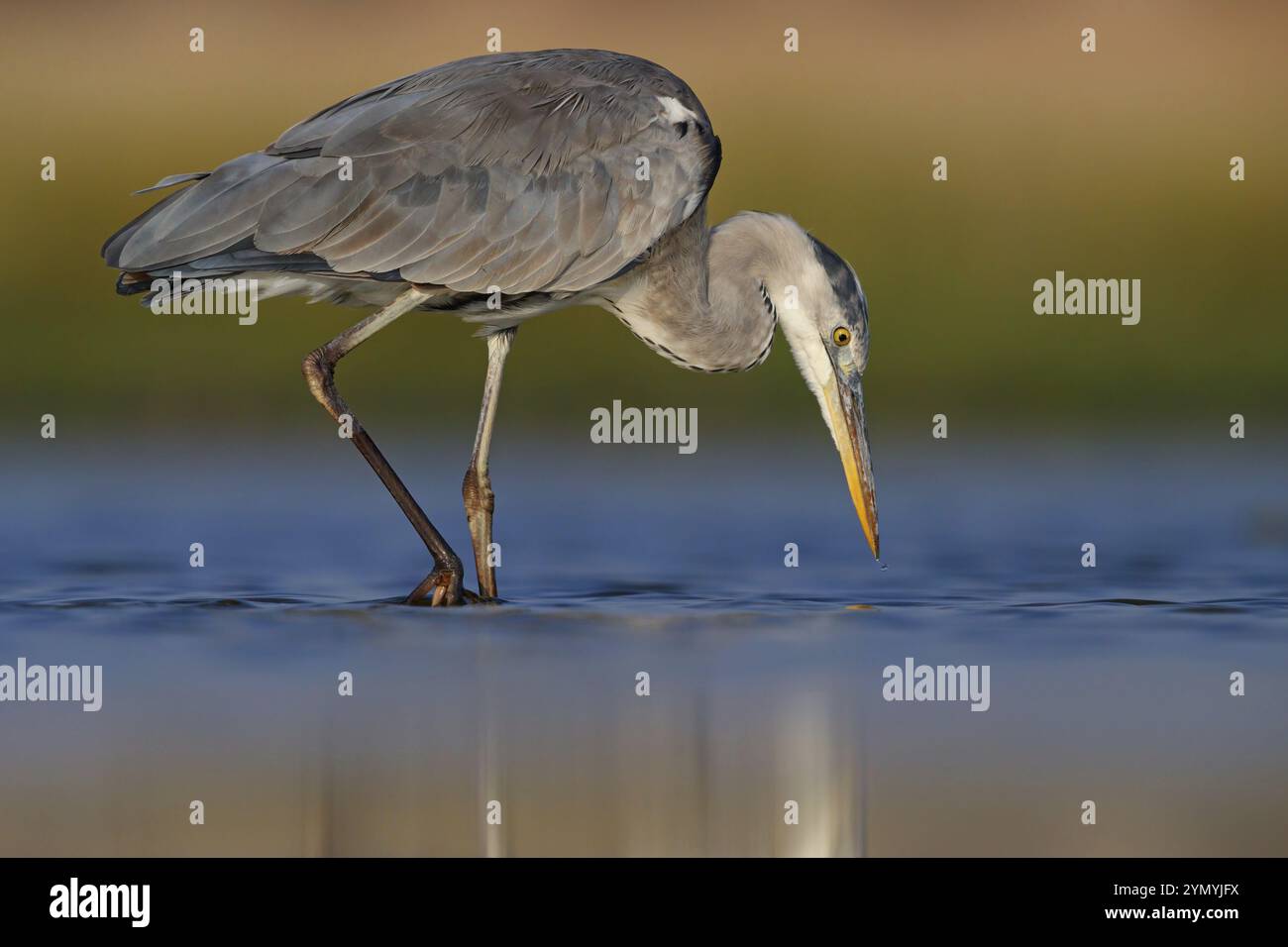 Great Egret, Heron, foraging, (Ardea cinerea) Salalah, Raysut, Dhofar ...