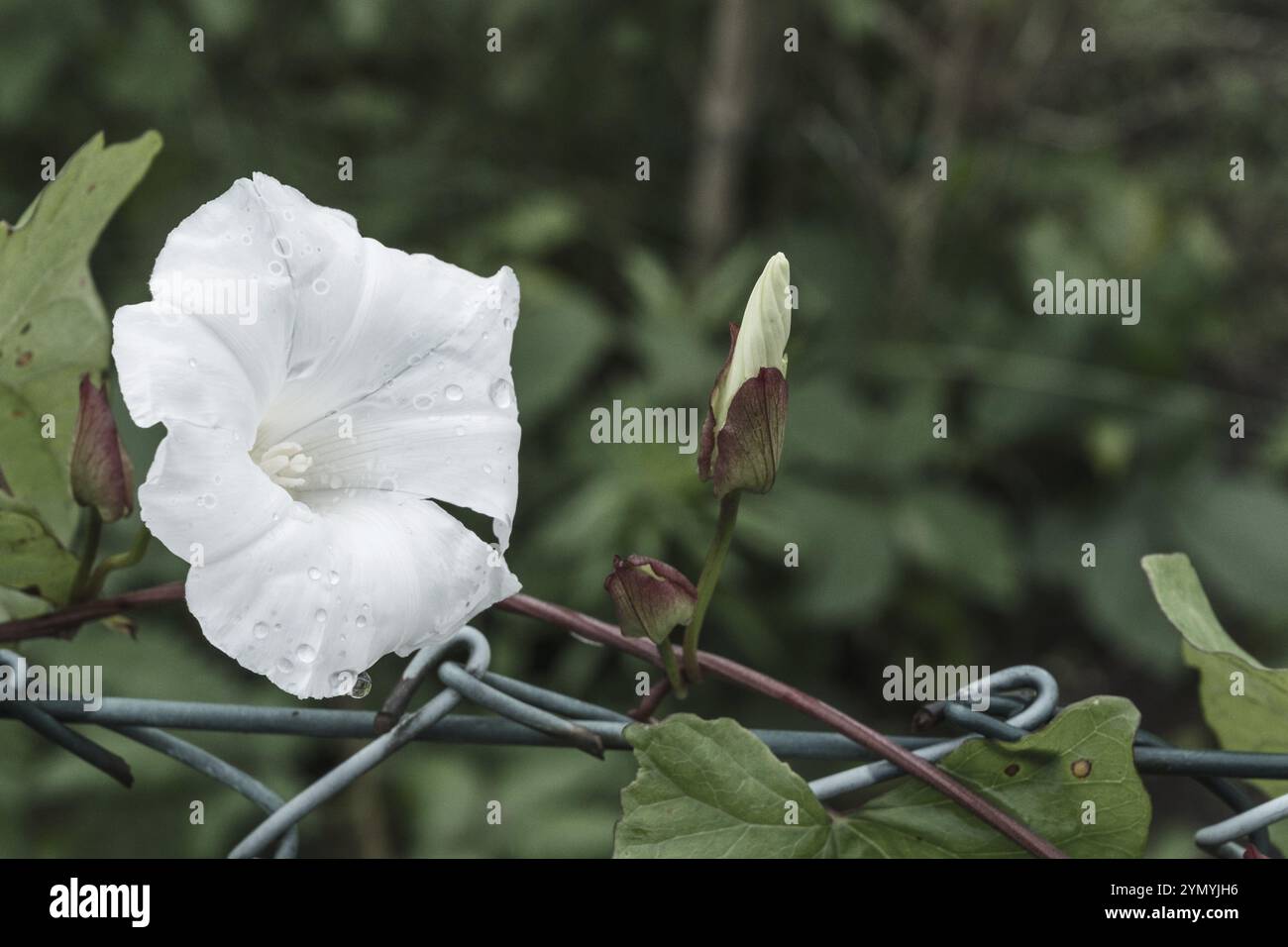 Flower of a field bindweed Convolvulus arvensis at the fence Stock ...