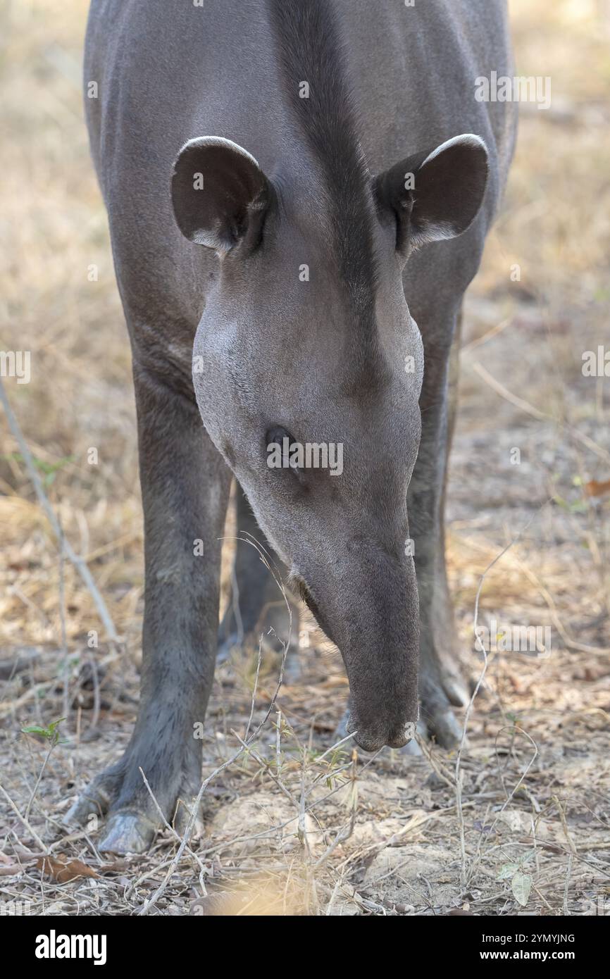 Lowland tapir (Tapirus terrestris), animal portrait, Pantanal, inland ...