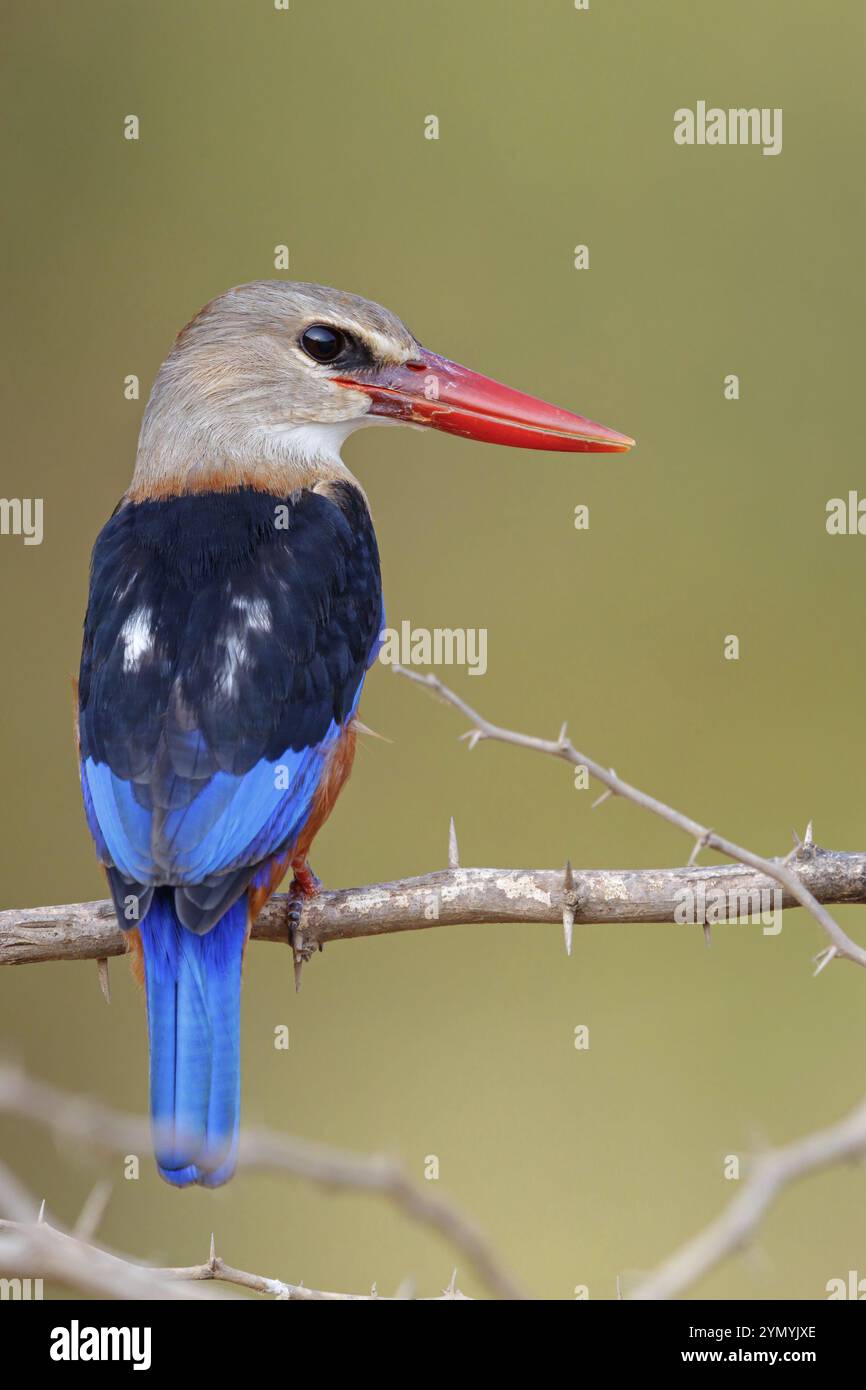 Grey-headed kingfisher, kingfisher, perch, foraging, biotope, habitat ...