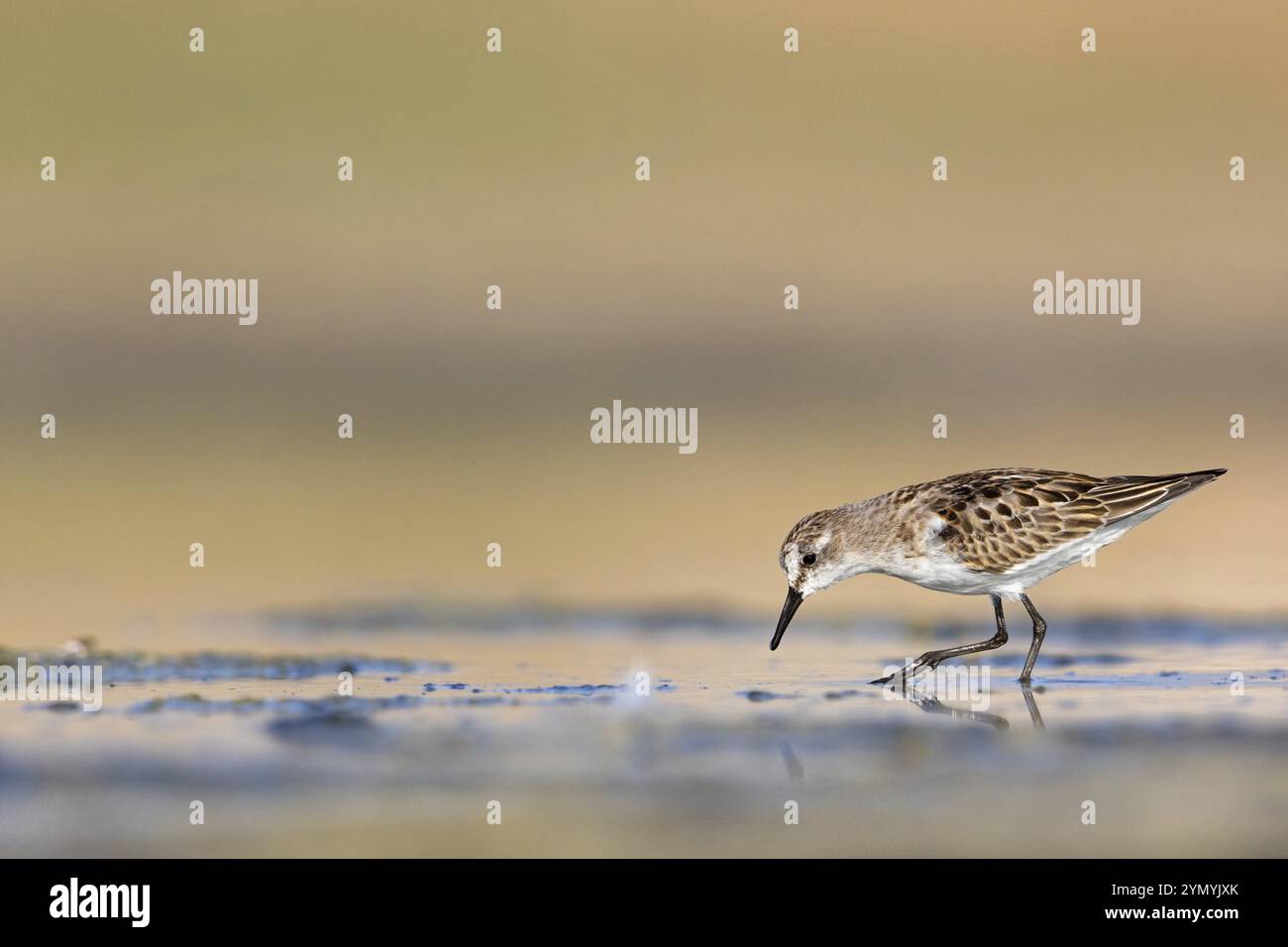 Little sandpiper (Calidris minuta), foraging in the Salalah biotope ...
