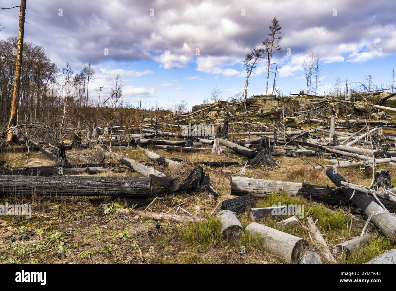 Wilderness emerges after the forest fire in Saxon Switzerland National ...