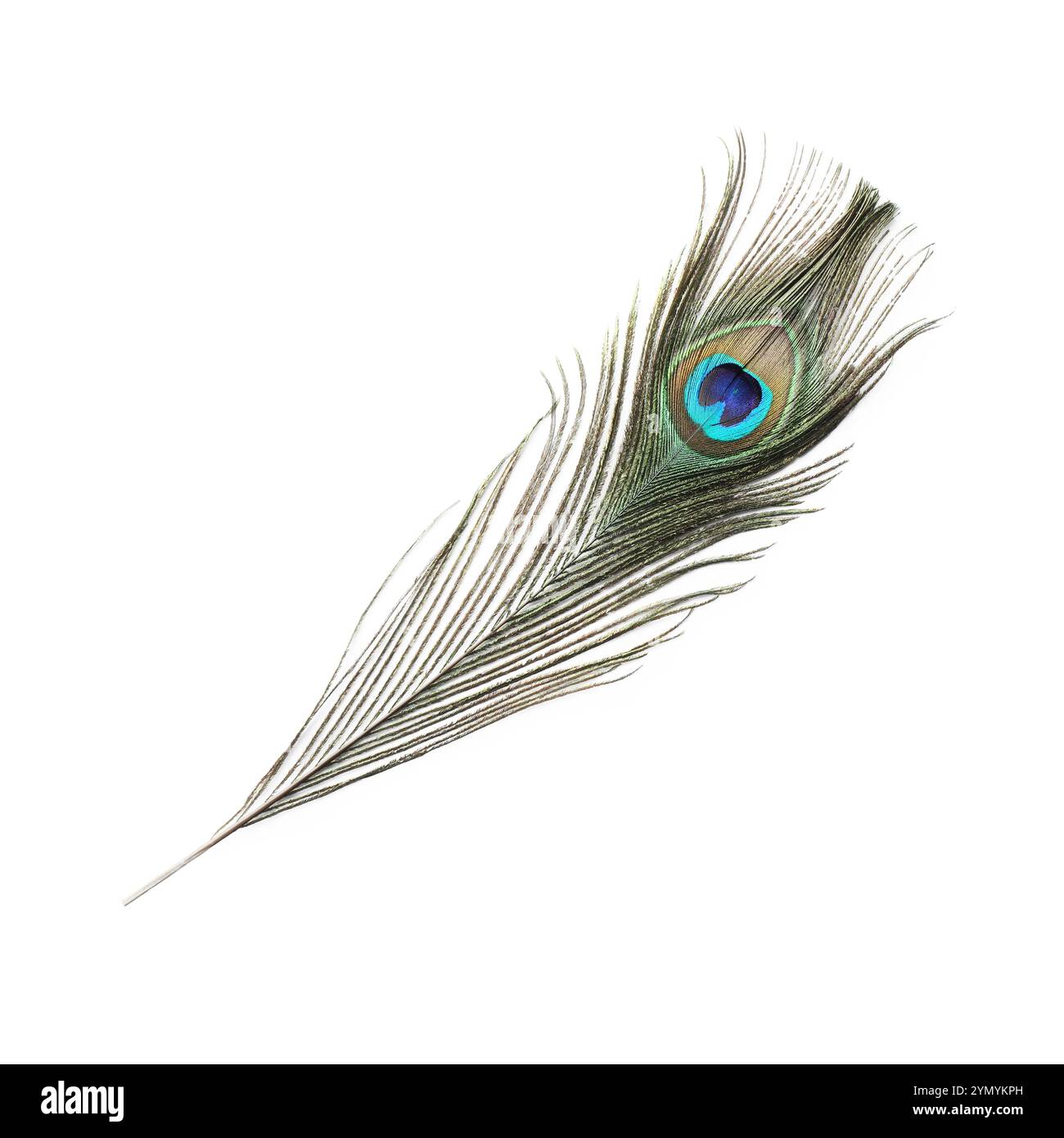 One beautiful peacock feather isolated on white Stock Photo - Alamy