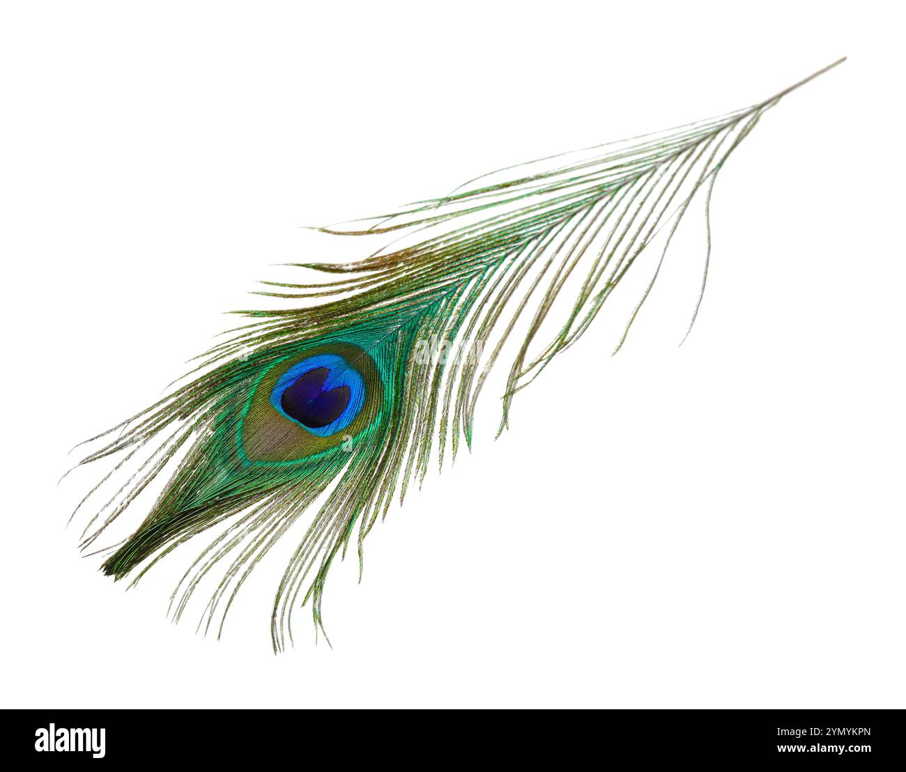 Bright blue beautiful peacock Cut Out Stock Images & Pictures - Alamy