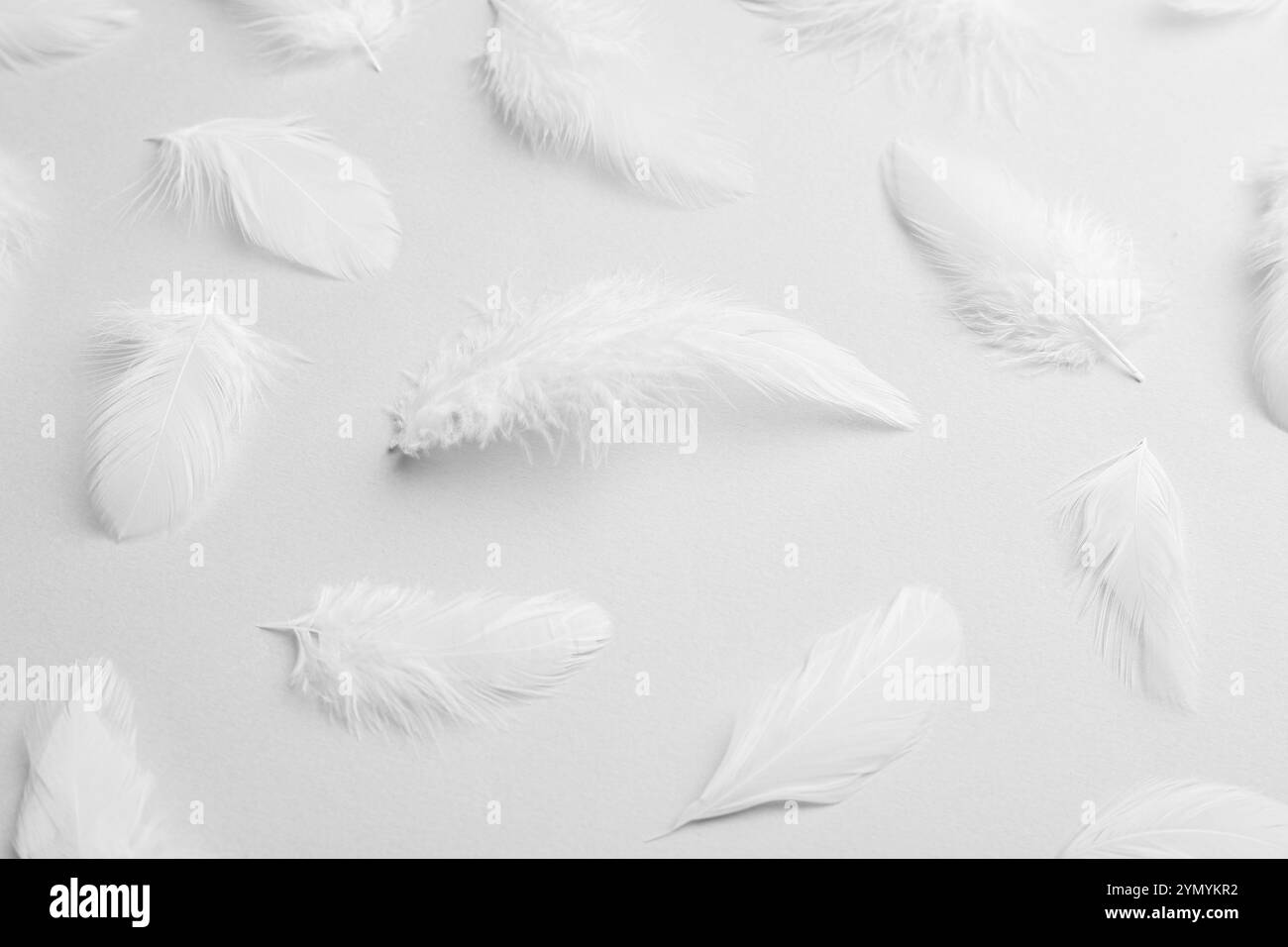 Beautiful goose Black and White Stock Photos & Images - Alamy