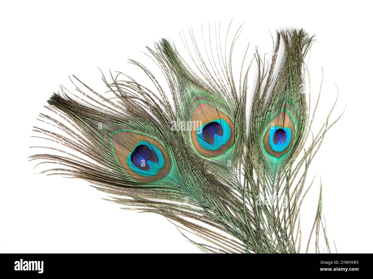 Three beautiful peacock feathers isolated on white Stock Photo - Alamy