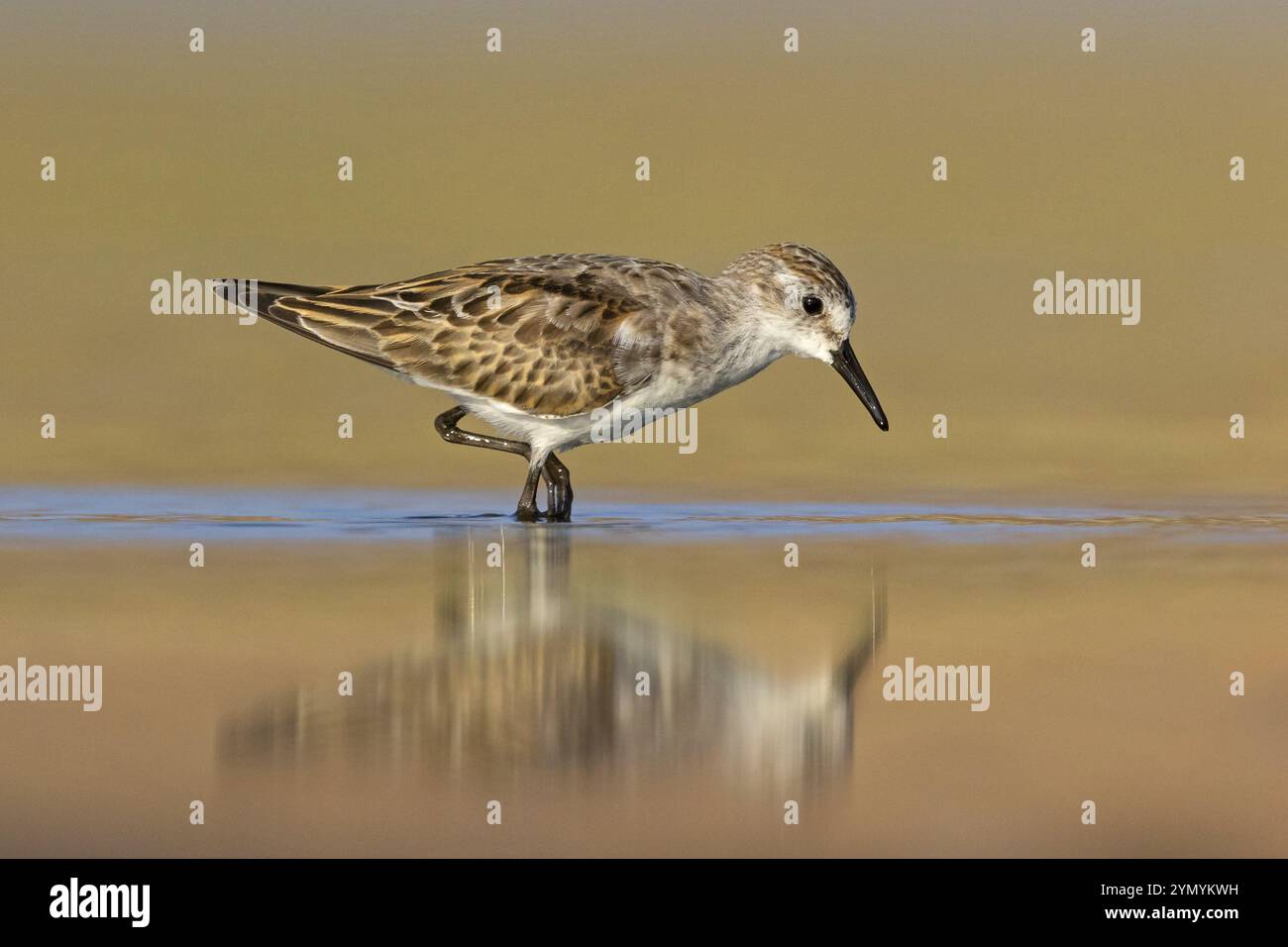 Little sandpiper (Calidris minuta), foraging in the Salalah biotope ...