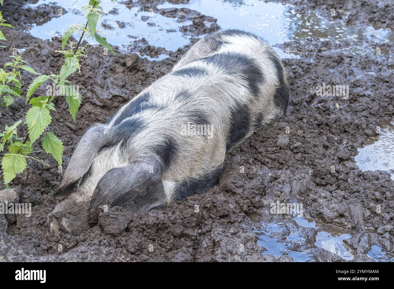 Wallows hi-res stock photography and images - Alamy