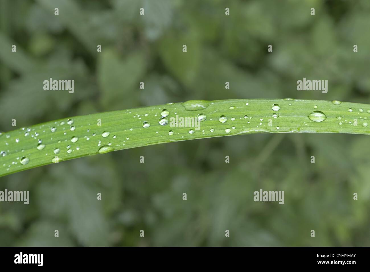 Elongated wide grass leaf with raindrops Stock Photo - Alamy