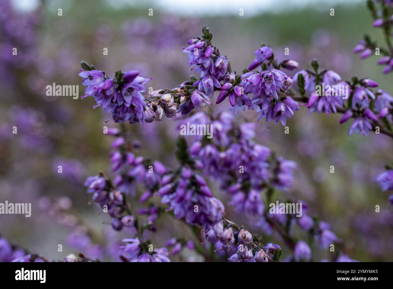 Heather in bloom Stock Photo - Alamy