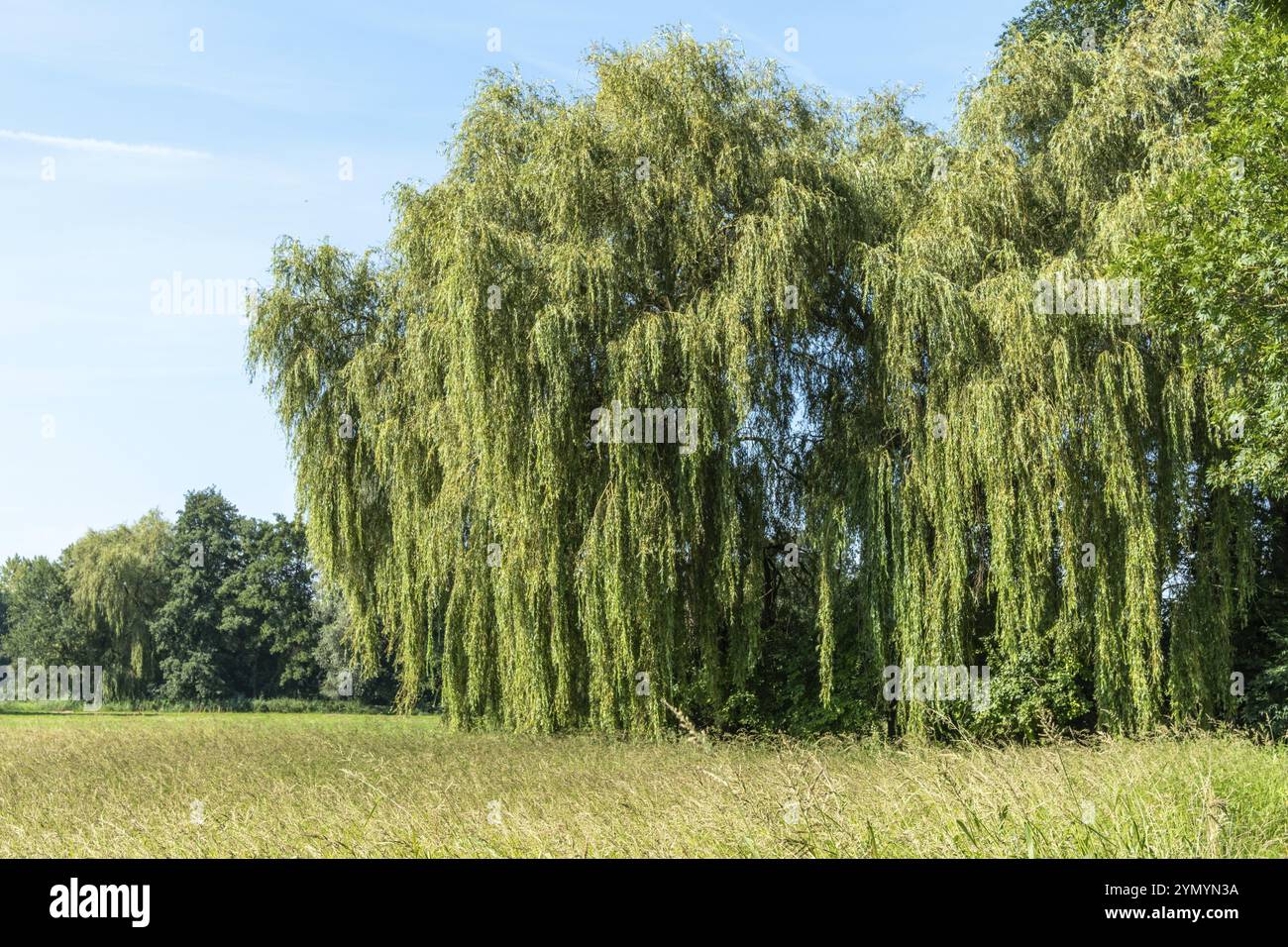 Willow tree in sun hi-res stock photography and images - Alamy