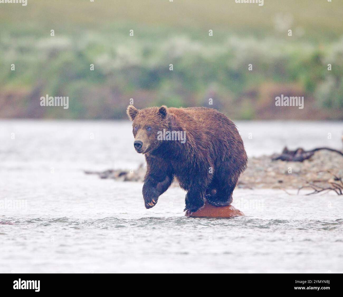 Alaska Brown Bear Balancing on small rock in river Stock Photo - Alamy
