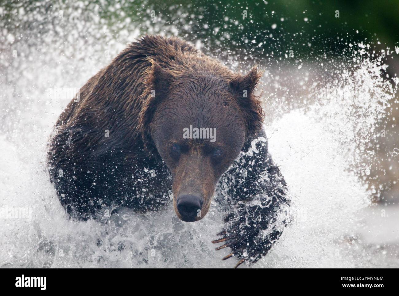 Alaska Brown Bear Charging at Camera Stock Photo - Alamy