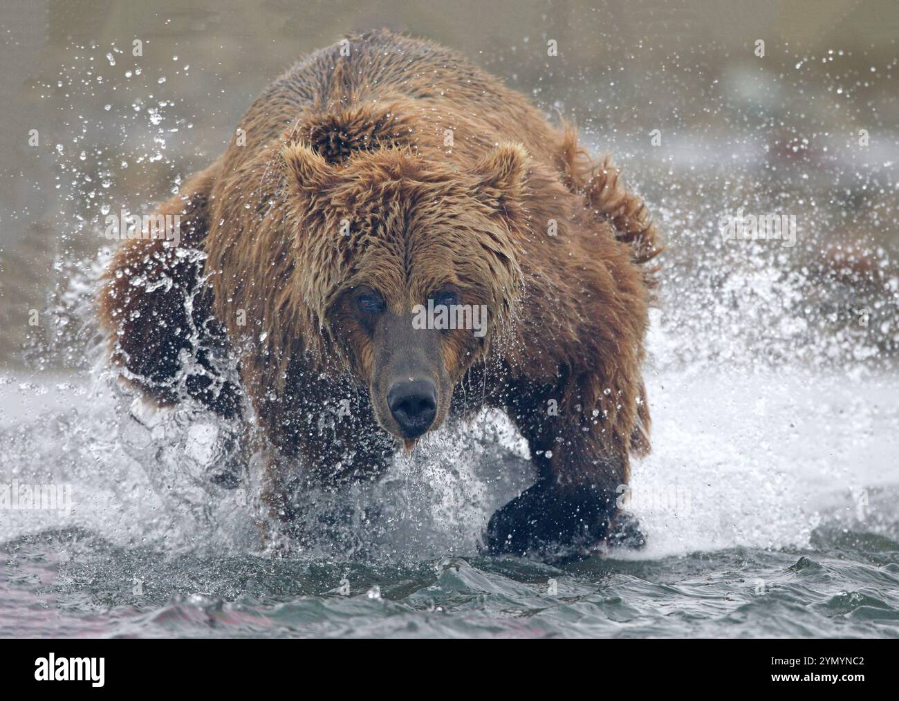 Alaska Brown Bear Charging at Camera Stock Photo - Alamy
