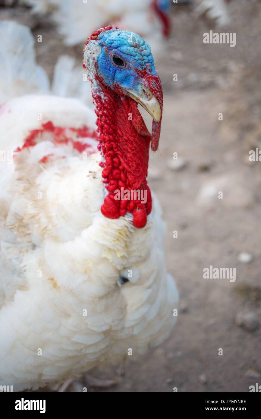 Big white turkeys in close-up, poultry farming in the village Stock ...