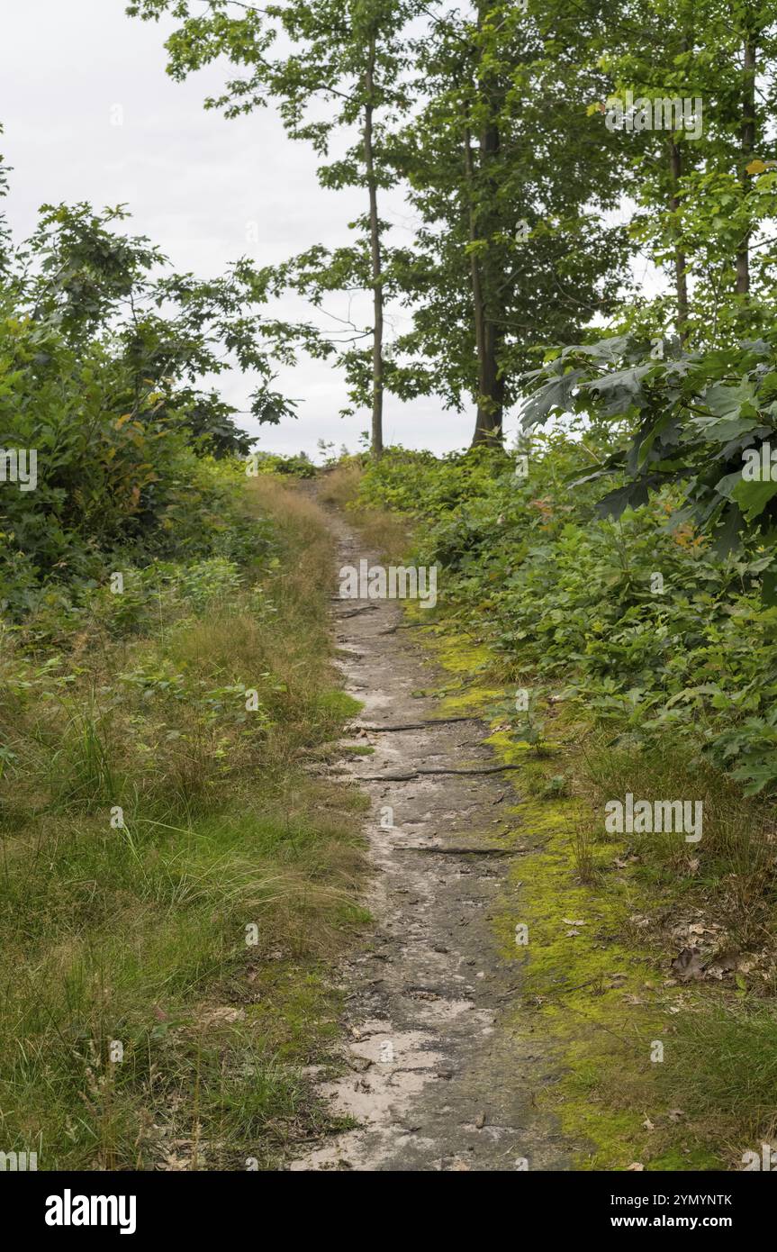 Narrow footpath up the hill Stock Photo - Alamy